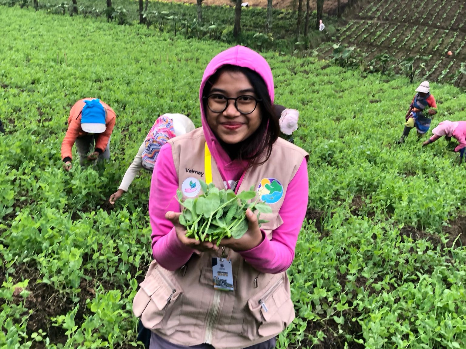KKN UGM Ungkap Fakta Menarik Tomeo, Tanaman Khas Desa Ranupane – Direktorat Pengabdian Kepada ...